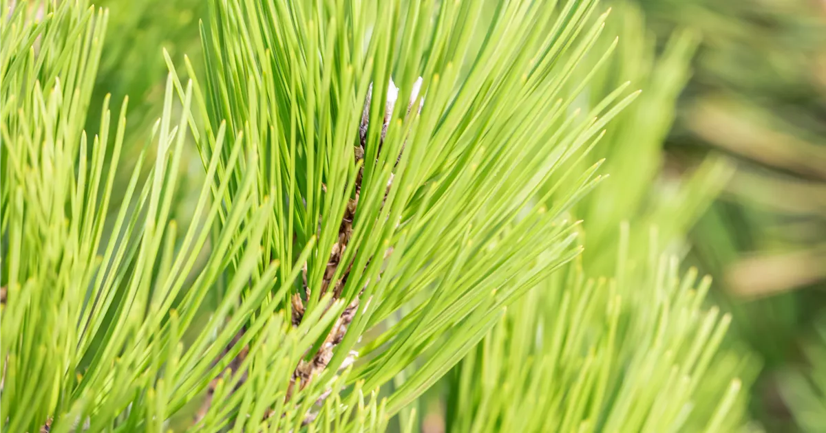 Pinus heldreichii 'Malinki'