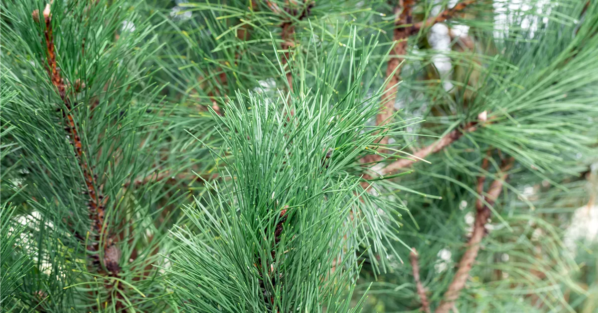 Pinus nigra 'Oregon Green'