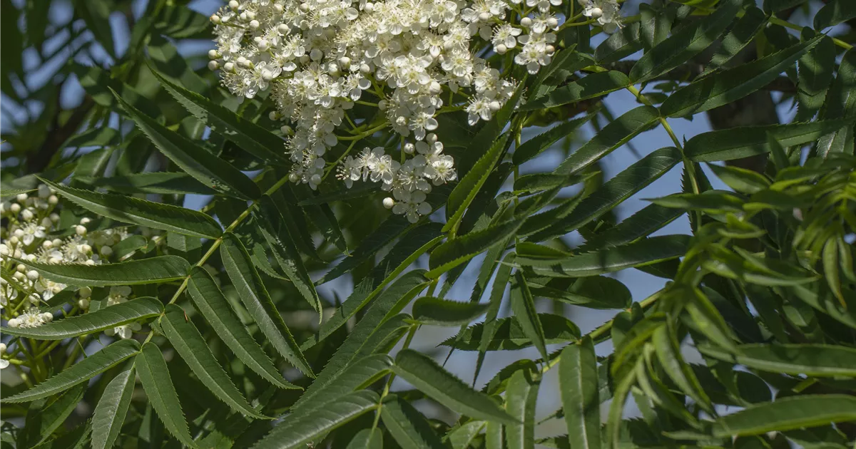 Sorbus 'Dodong'