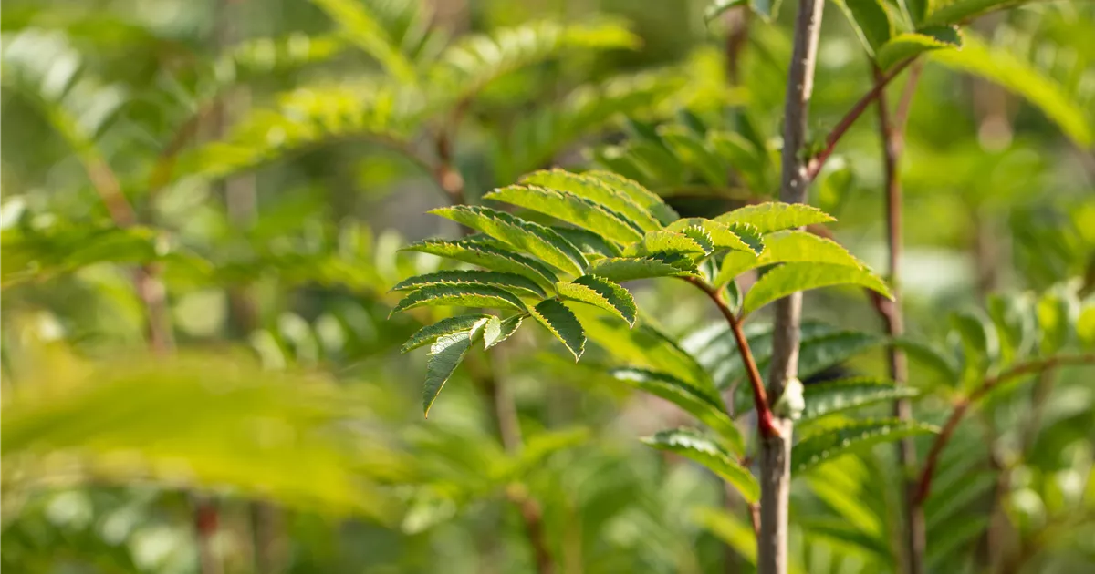 Sorbus 'Joseph Rock'