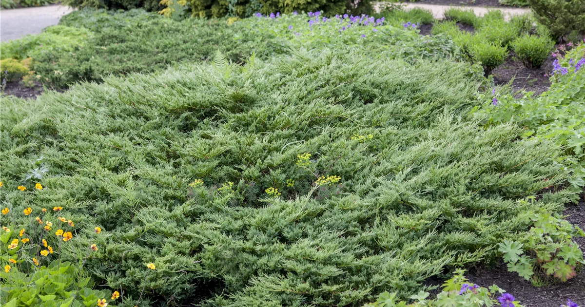 Juniperus horizontalis 'Hughes'