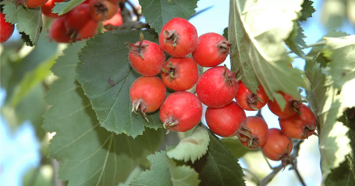 Crataegus coccinea