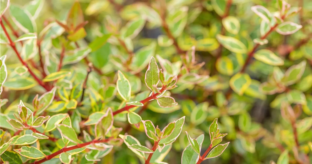 Abelia grandiflora 'Confetti'