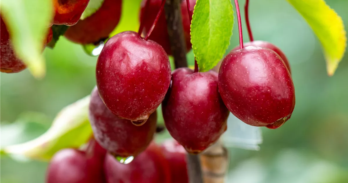 Malus 'Red Obelisk'