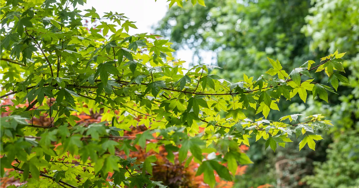 Acer neglectum 'Annae'
