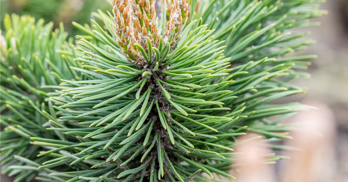 Pinus uncinata 'Ildico'