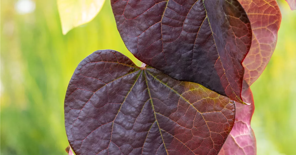 Cercis canadensis 'Red Force'