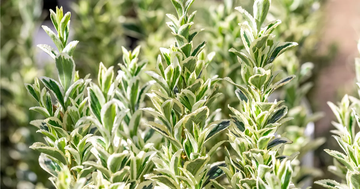Euonymus japonicus 'White Spire'
