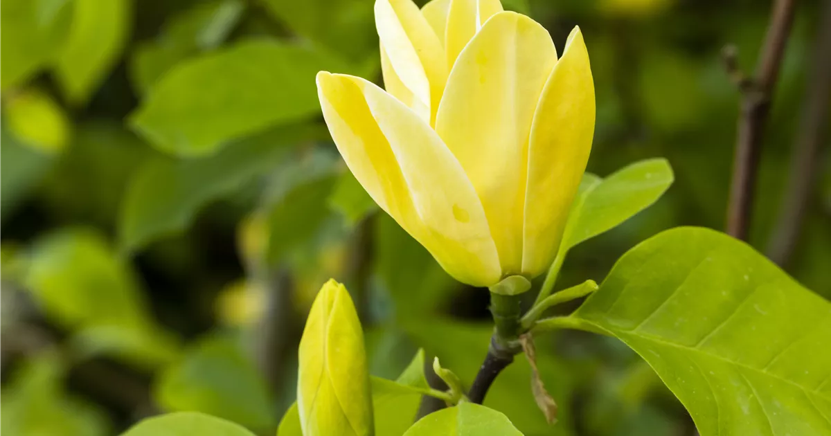 Magnolia 'Daphne'