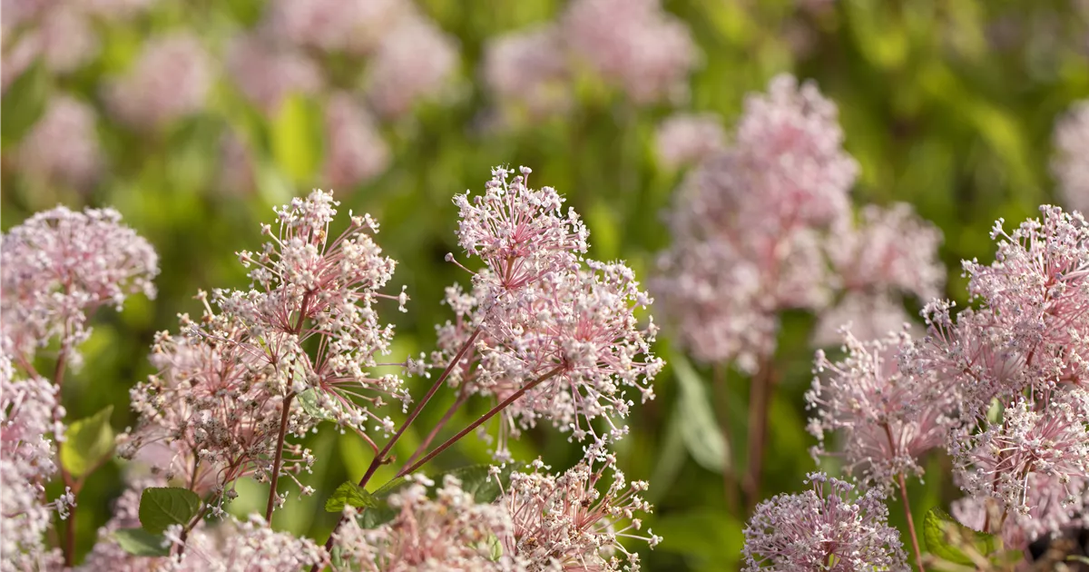 Ceanothus pallidus 'Marie Simon'
